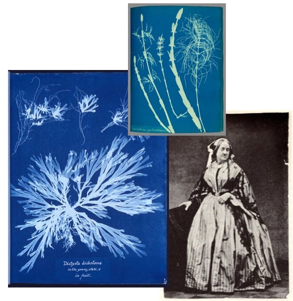 Be the Artist: Anna Atkins - GeekMom