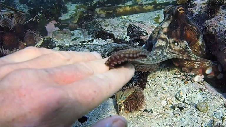 Make/Play/Watch/Read: World Oceans Day (June 8) - GeekMom