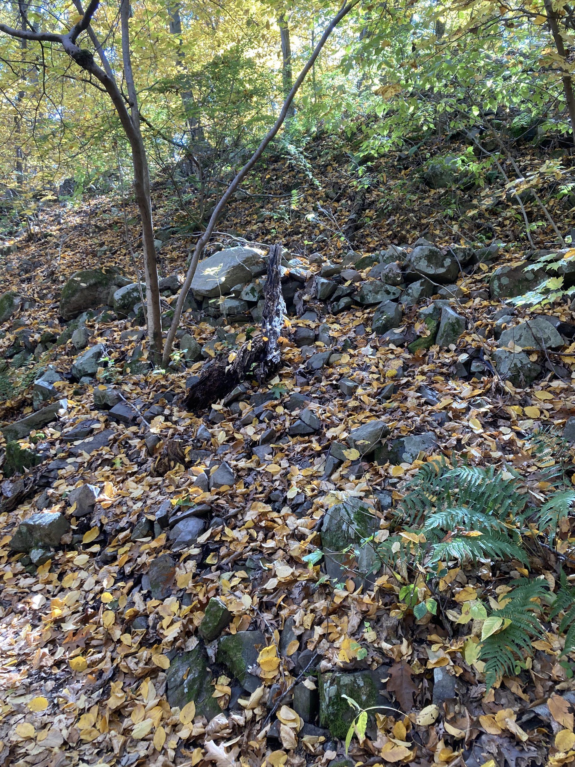 Casting Dinosaur Footprints: Bringing Home a Piece of the Jurassic ...